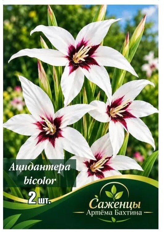 Ацидантера Муриэла 2 шт. / Acidanthera (syn. Gladiolus callianthus)Murielae
