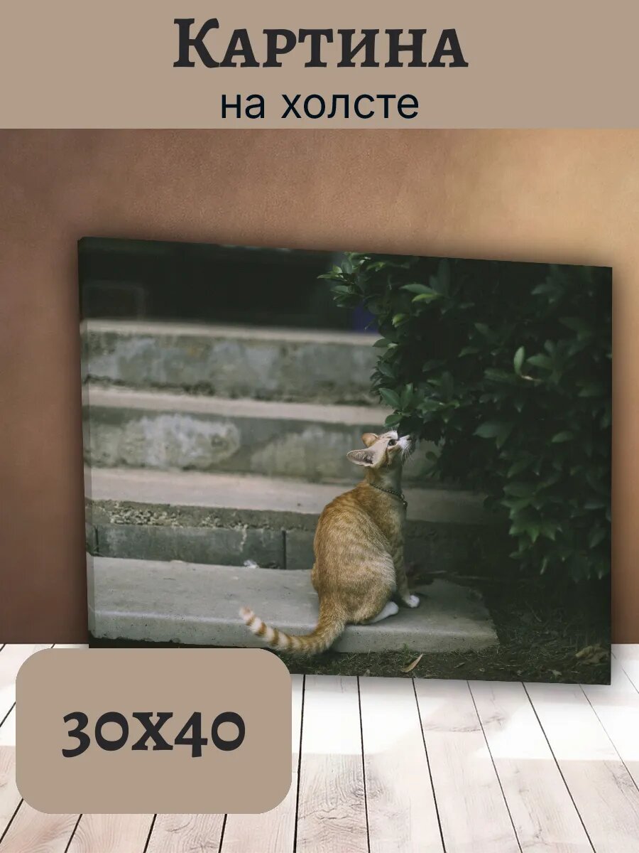 Картина Постер Кот Кошка Cat 30x40 рыжий полосатый