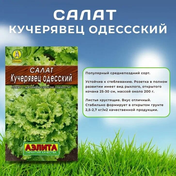 Семена Салат "Кучерявец Одесский" полукочанный , Агрофирма Аэлита семена салата полукочанный салат для посева