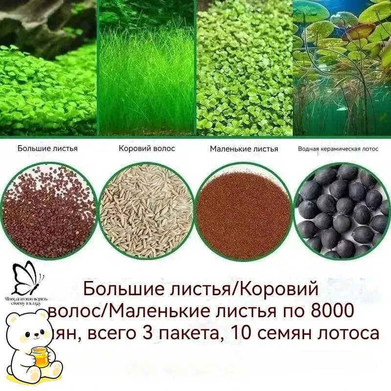 Семена растений для аквариума. Глоссостигма аквариумное растение живое.
