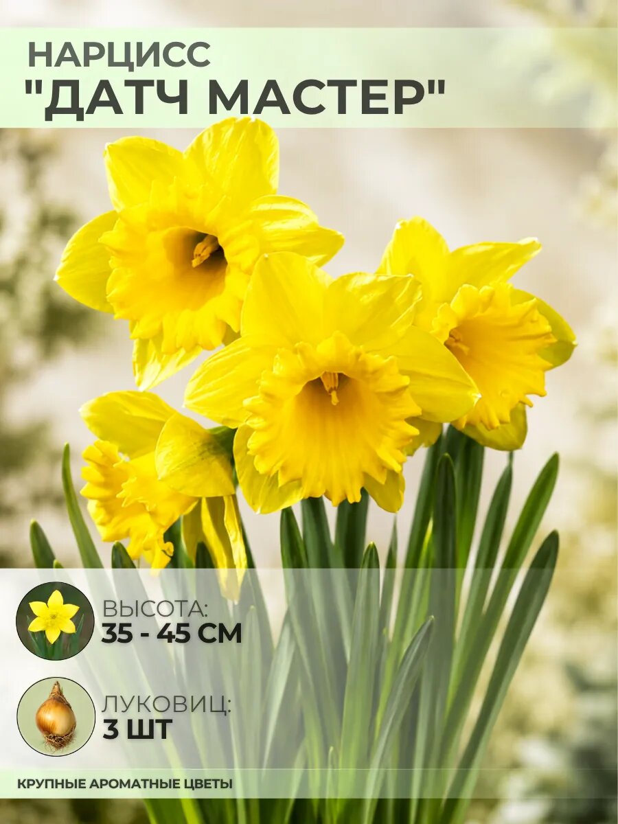 Нарцисс "Датч Мастер", крупные золотисто-желтые цветки - луковицы 3 шт