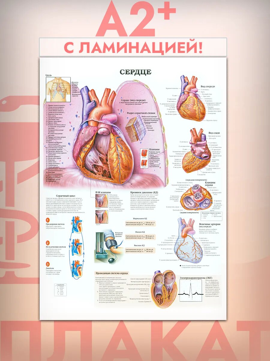 Постера А2 анатомия, сердце