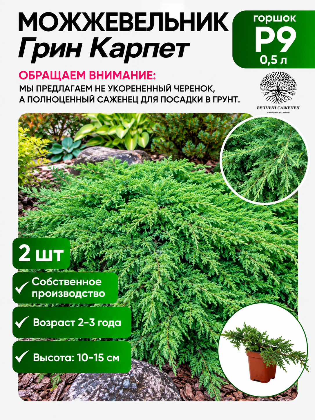 Можжевельник обыкновенный Грин Карпет, 2 саженца для сада и дачи, декоративные растения для посадки