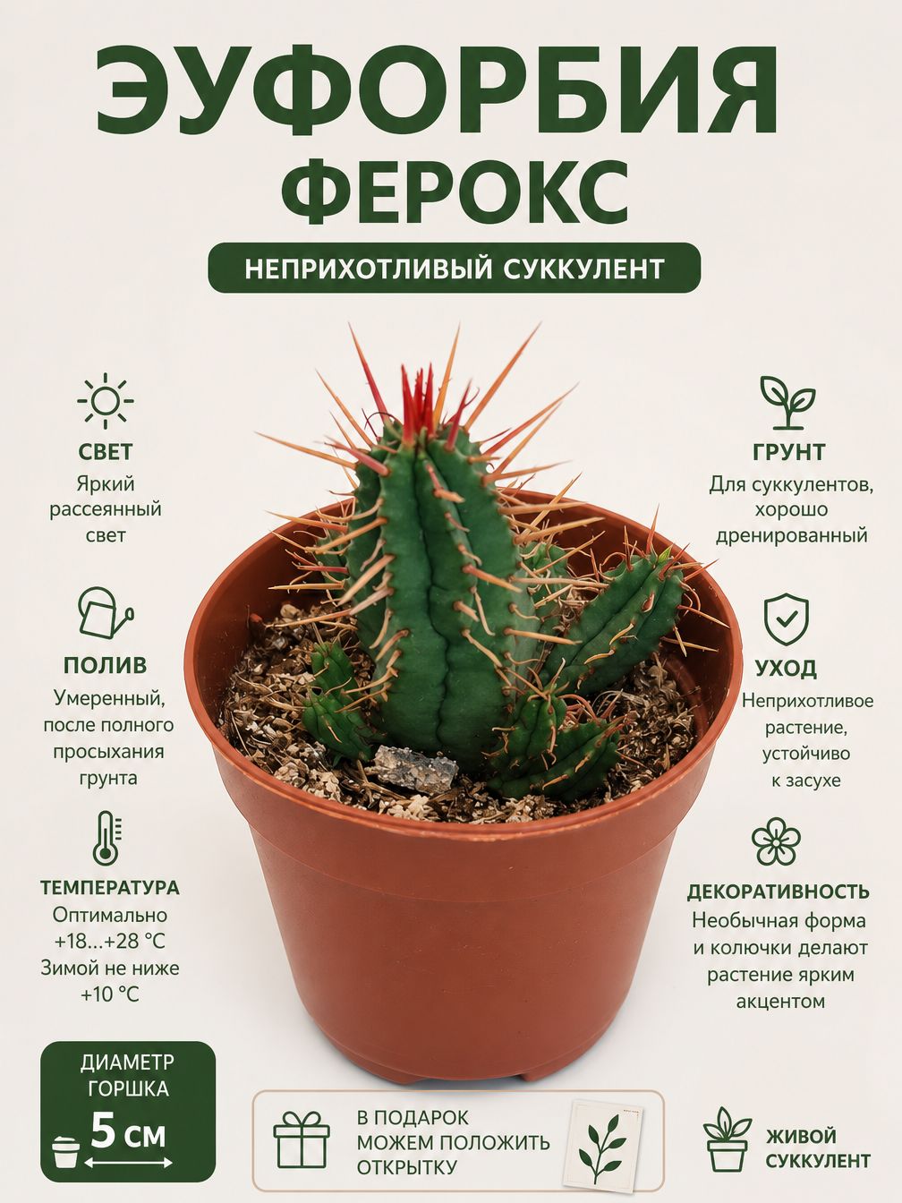 Эуфорбия Ферокс (Молочай Ужасный), суккулент живой, D-5 и открытка