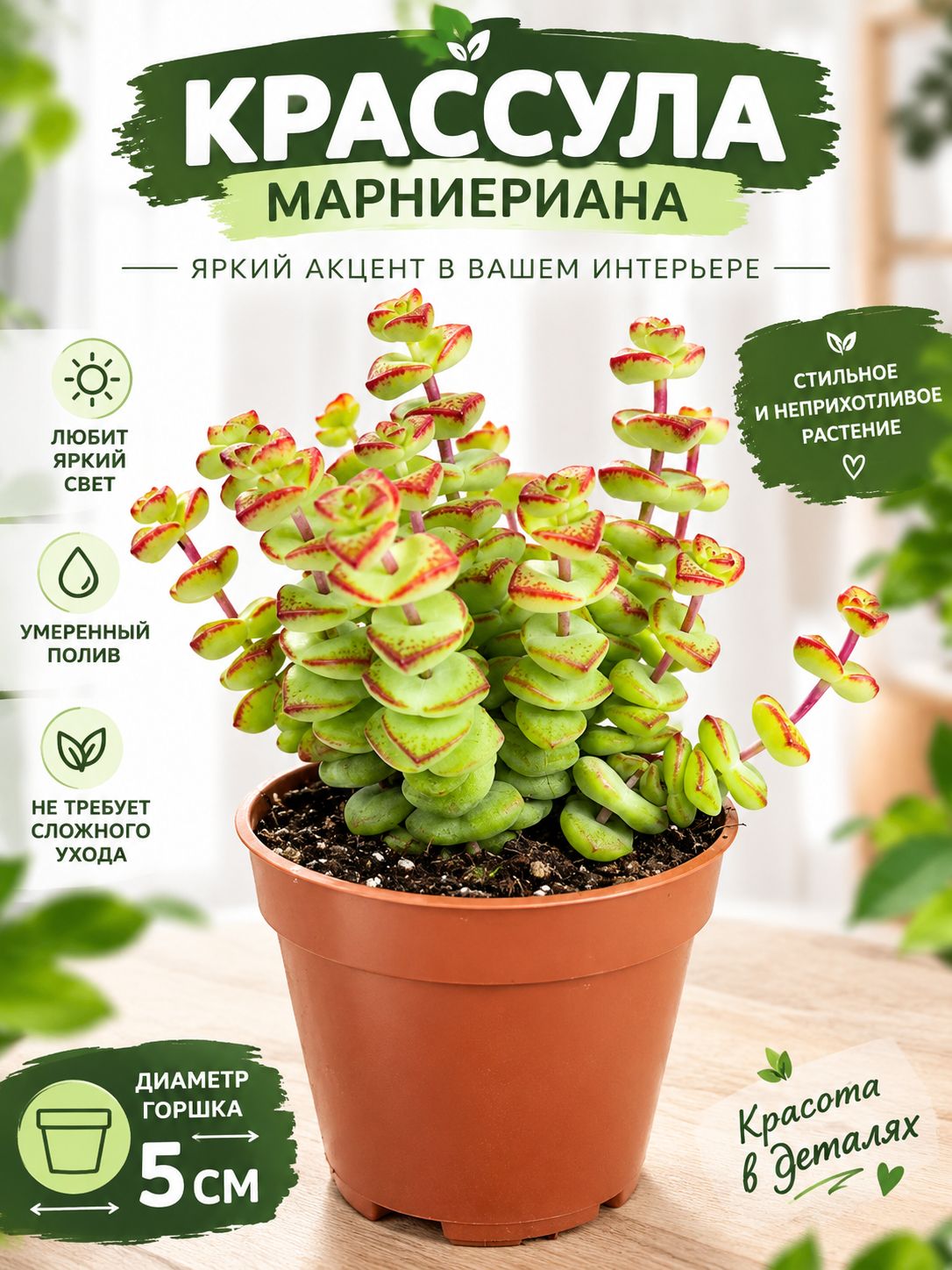 Крассула Марниериана (Crassula Marnieriana), суккулент живой, D-5 и открытка