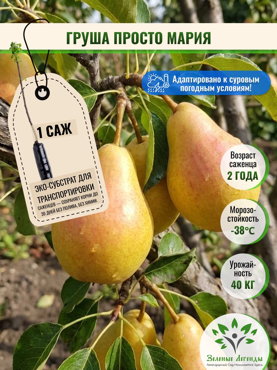 Груша саженец Просто Мария