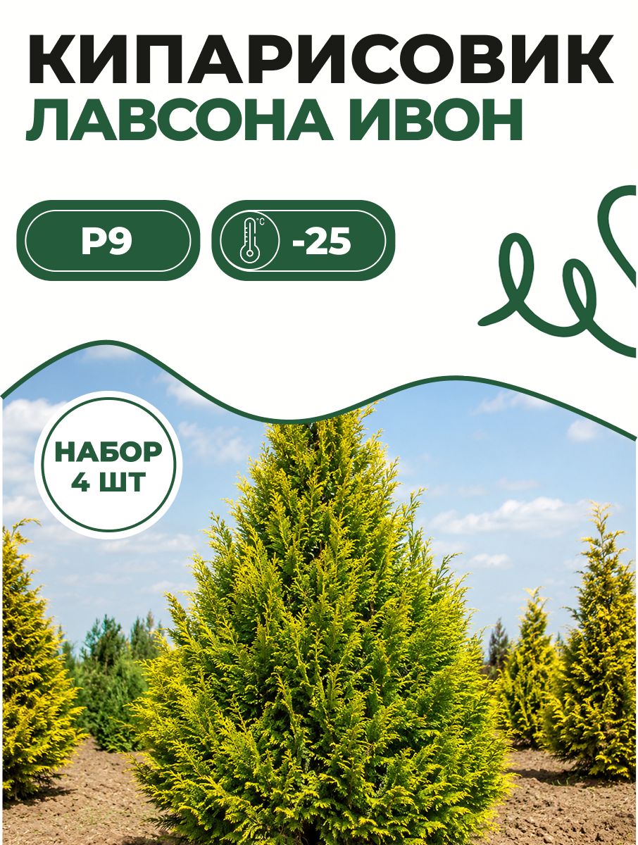 Кипарисовик Лавсона Ивон P9 4 шт. Саженец с ЗКС в горшке! Идеально для сада!
