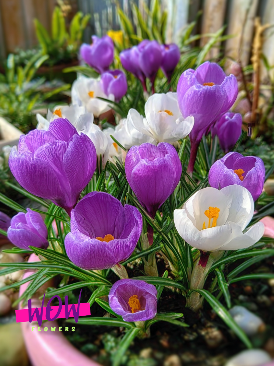 Луковицы цветов, WOW FLOWERS, TWIN Крокусы Флауэр Рекорд 3 шт/Жанна Д'арк 3 шт ( 6 шт )