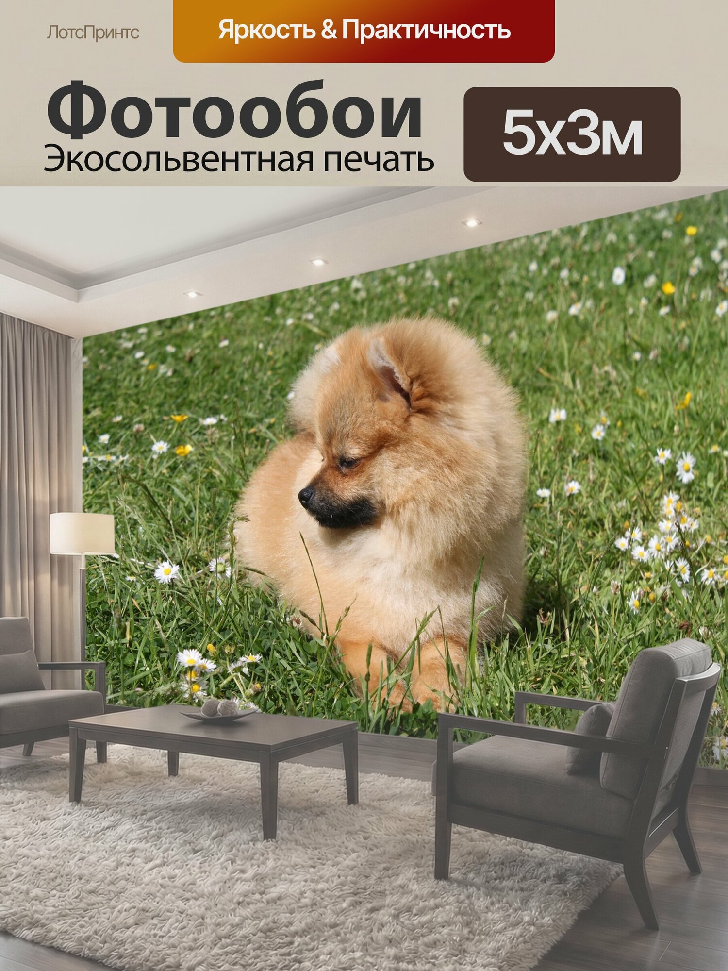 Фотообои "Собака, миниатюрный шпиц, животные" 500x300 см. экосольвентная печать