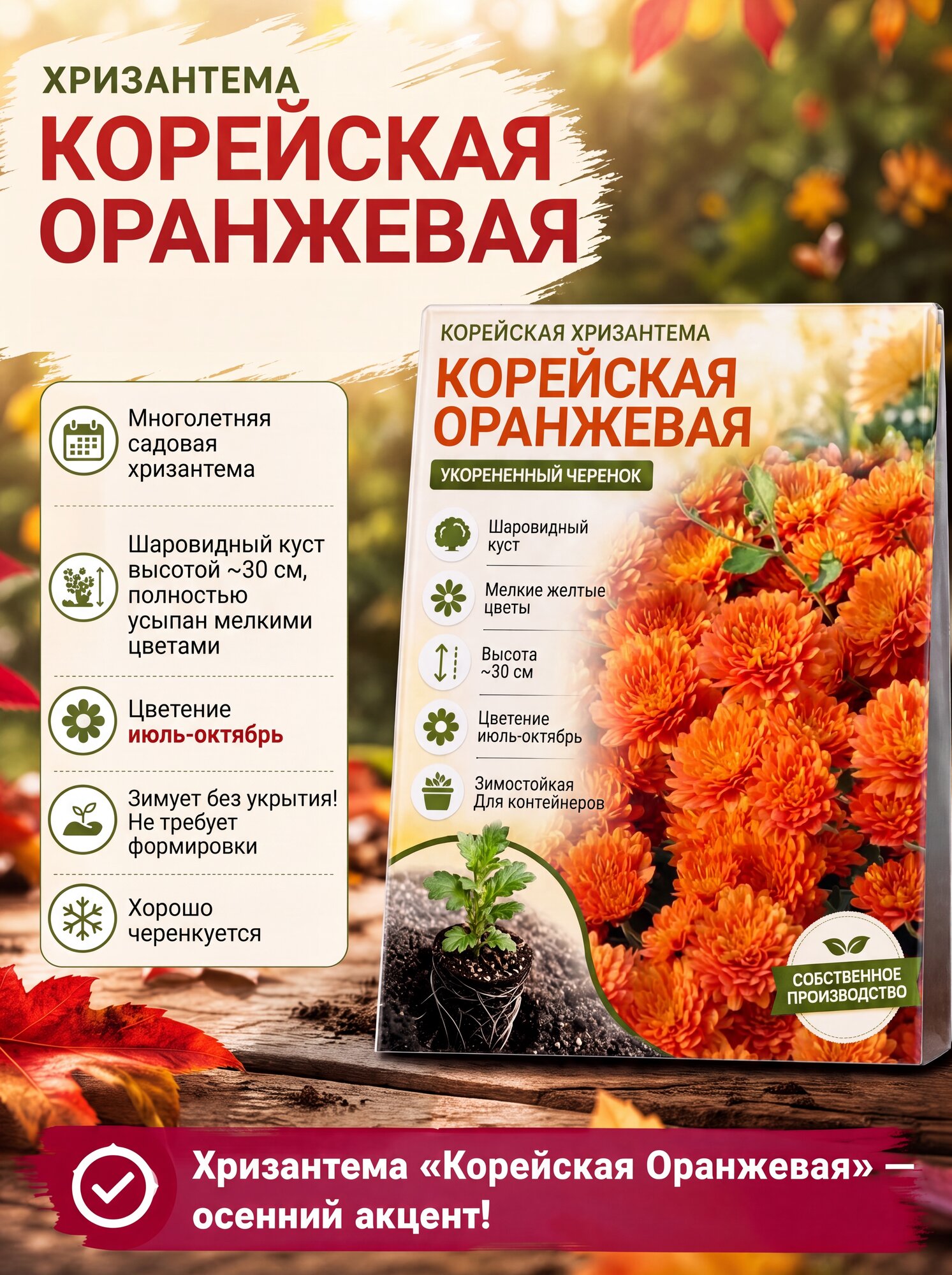 Хризантема корейская Оранжевая