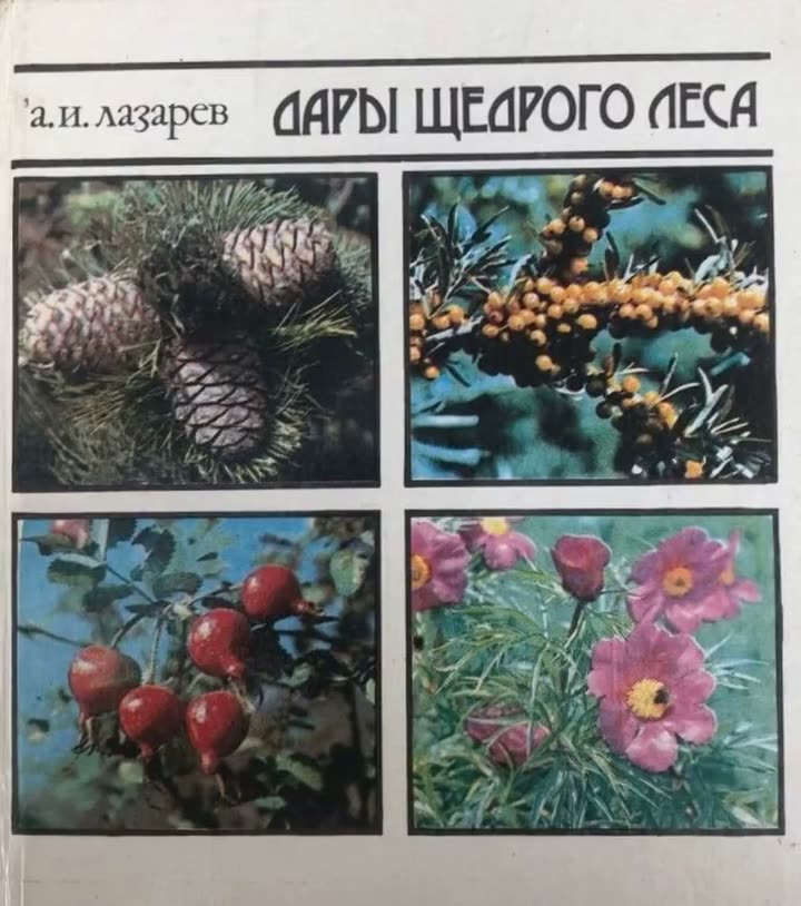 Дары щедрого леса — фото 1