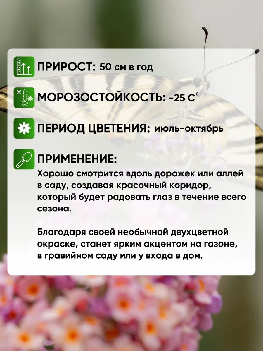 Буддлея Давида Флауэр Пауэр, саженец для сада и дачи, декоративное растение для посадки — фото 1
