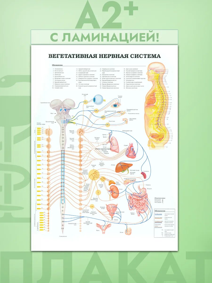 Постер А2 анатомия, вегетативная нервная система