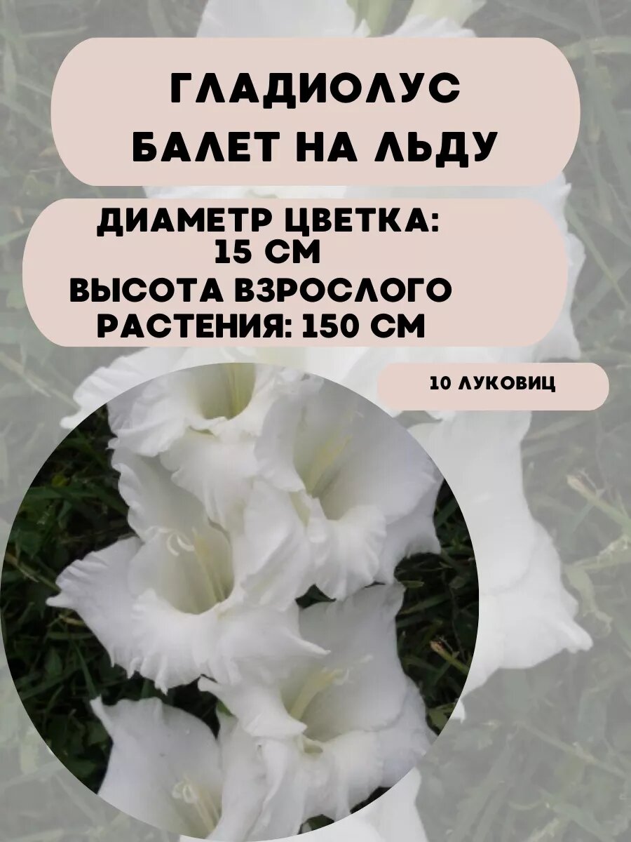 Гладиолус крупноцветковый/Луковицы гладиолуса