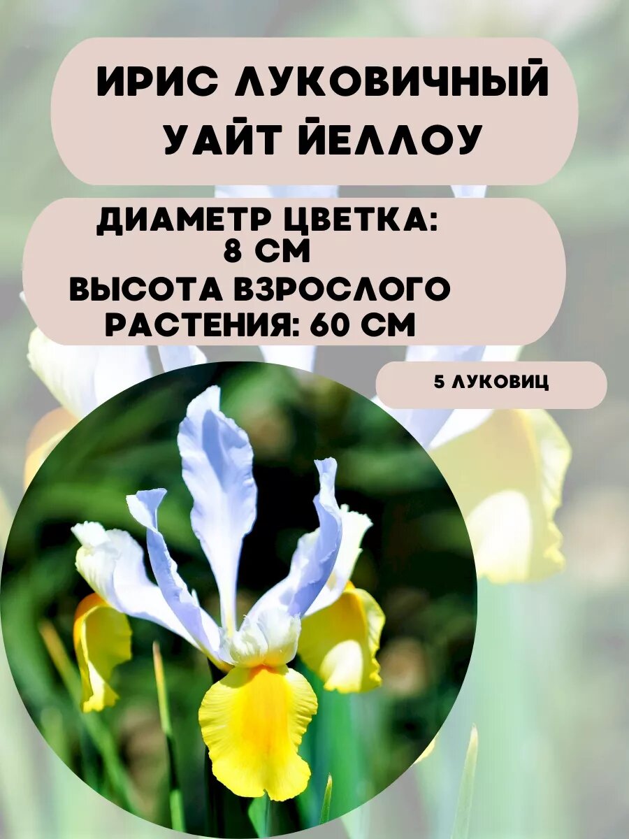 Ирис луковичный/Ирис цветок