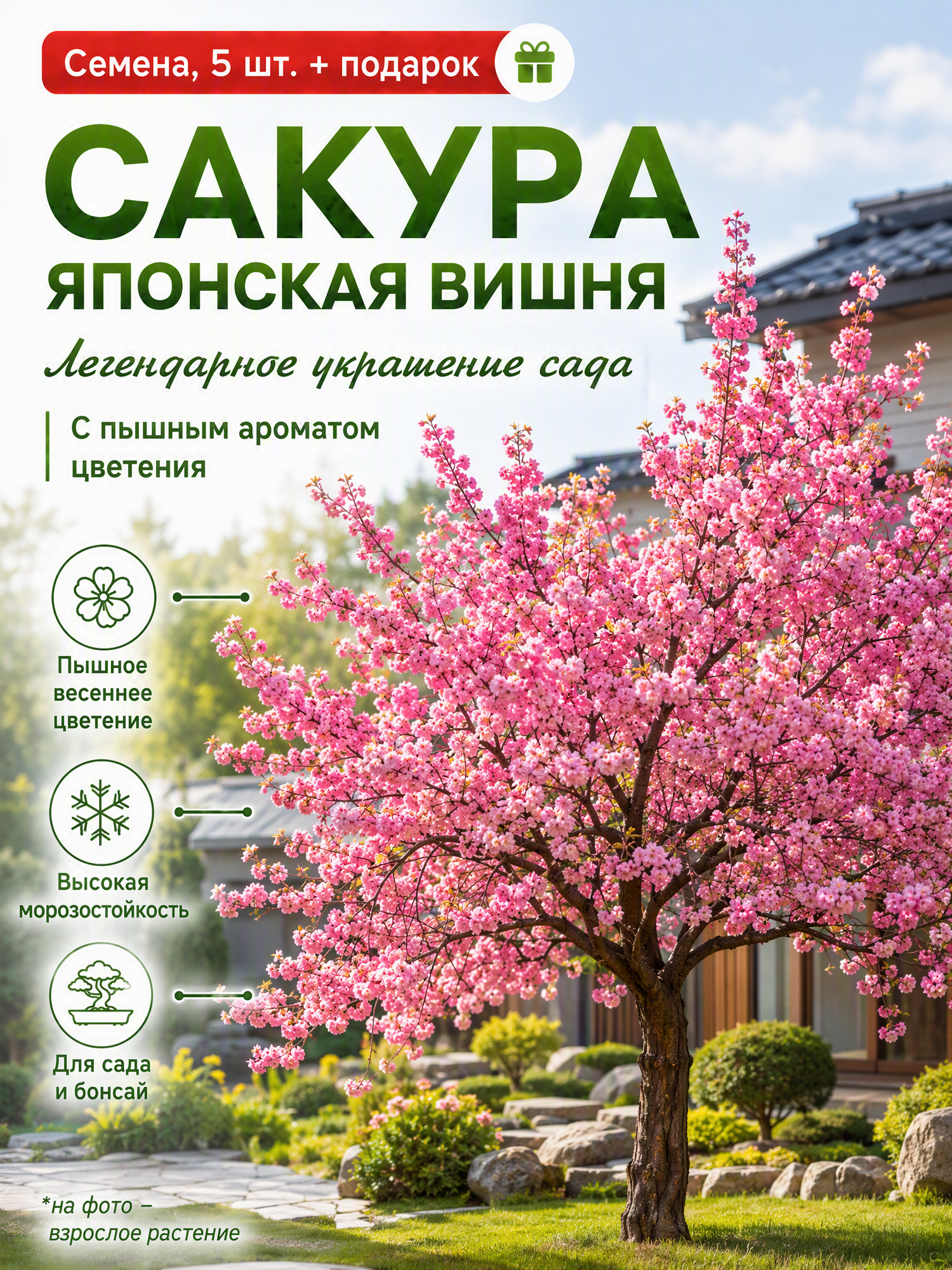 Сакура Японская Вишня, Семена, 5 шт, семена декоративных растений