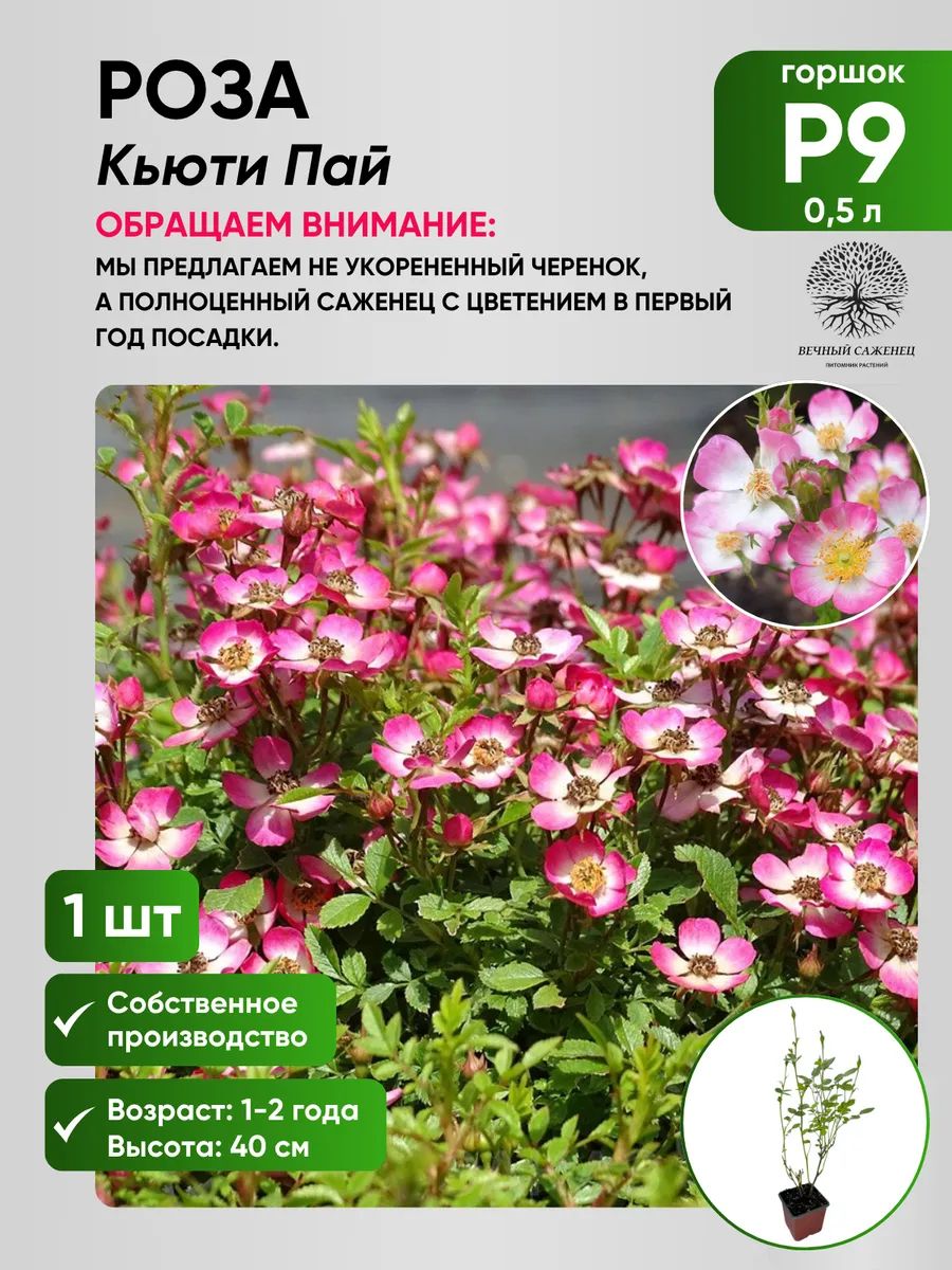Роза миниатюрная Кьюти Пай, саженец для сада и дачи, декоративное растение для посадки