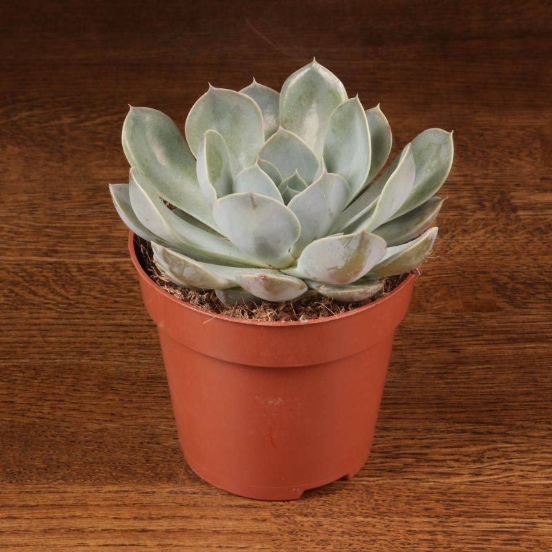 Комнатное растение LuxuryPlants Эхеверия Гилана 15/12 суккулент