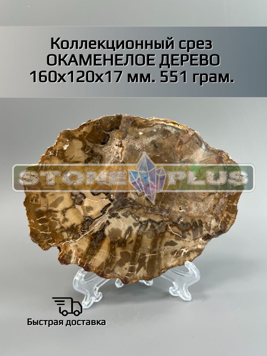 Срез окаменелого дерева натуральный, отполированный. 551 грам.