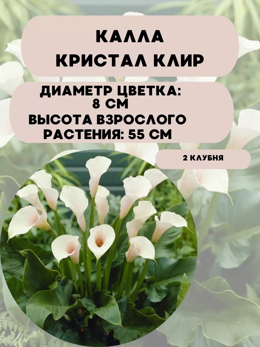 Клубни каллы; Калла цветок