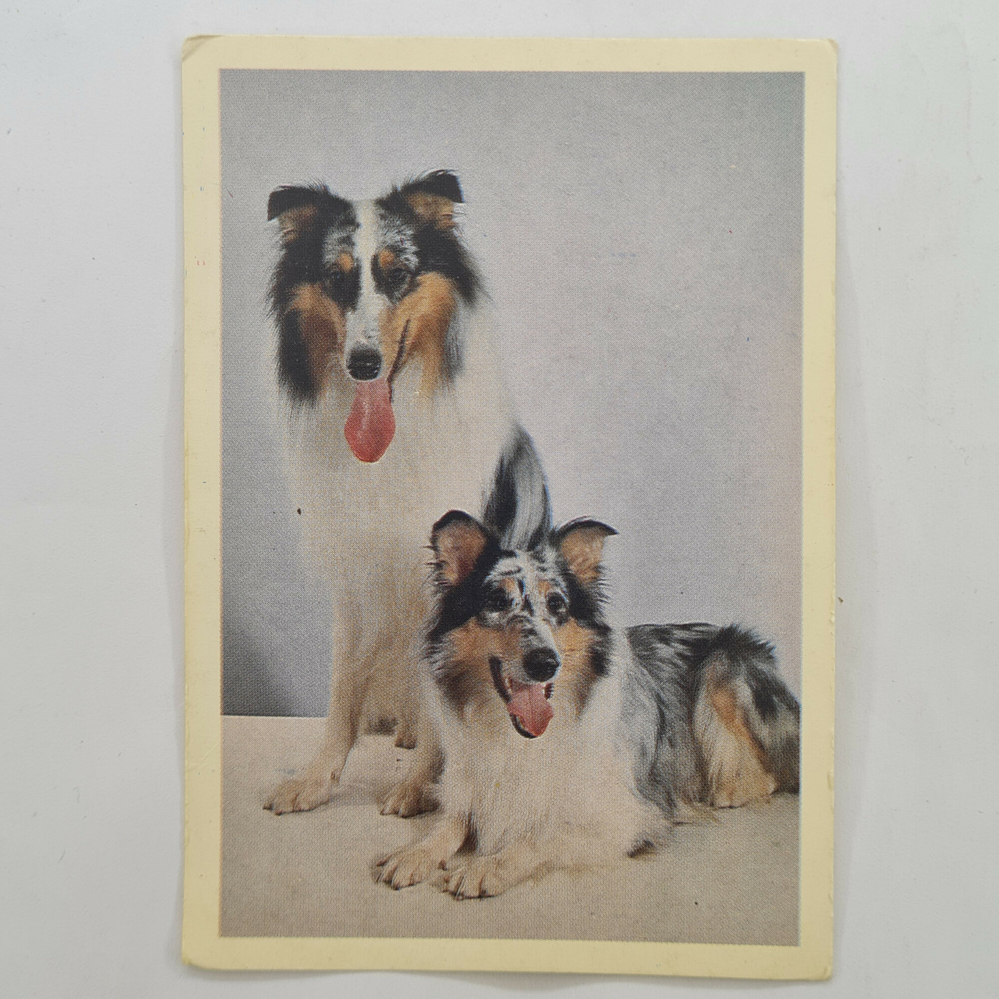 Карманный календарик 1990. Колли, собаки, аксессуары для домашних животных. Календарь винтажный