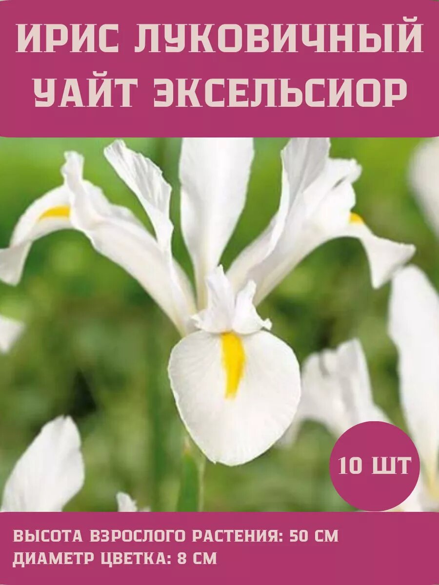 Ирис луковичный/Цветы ириса