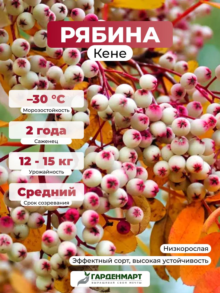 Саженец Рябина низкорослая Кене