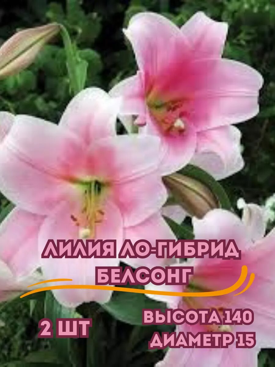 Луковицы лилий ло-гибрид Белсонг