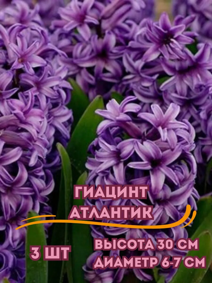 Луковицы Гиацинта многолетние растения