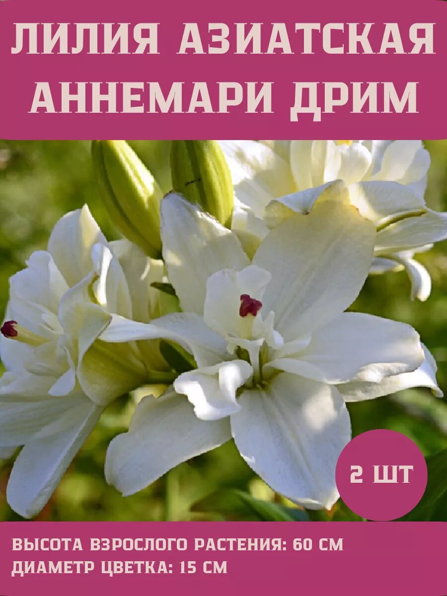 Лилия азиатская; Лилия восточная; Луковицы
