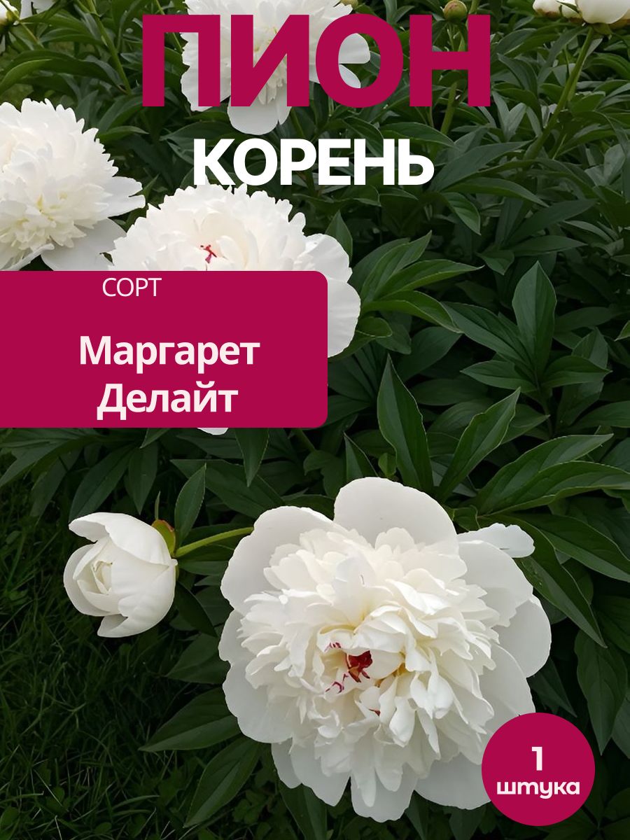 Пион Маргарет Делайт корень 1 шт