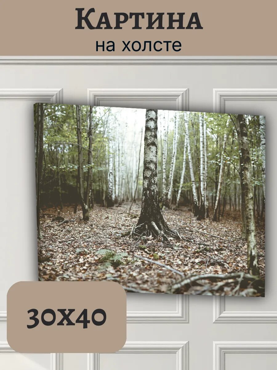 Картина Финляндия Finland 30x40 березовая роща