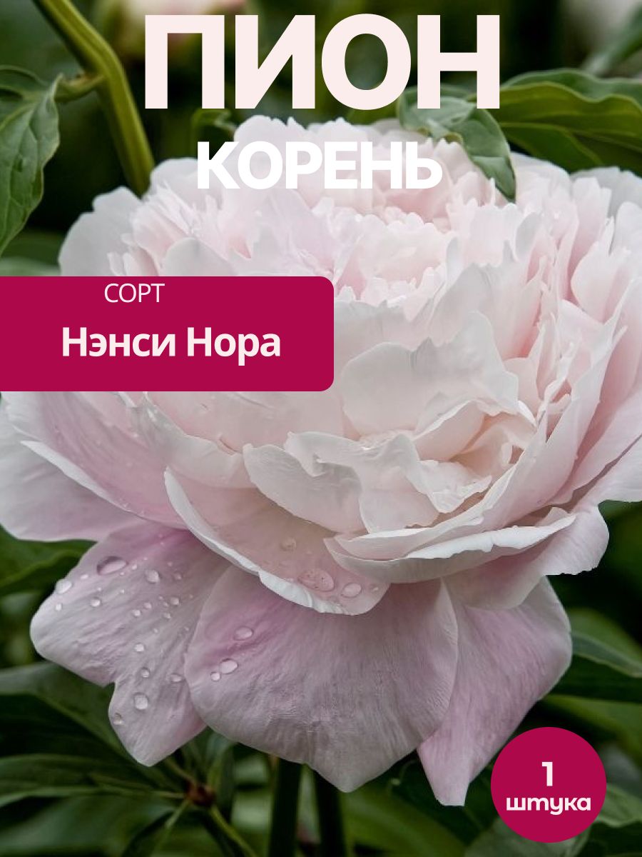Пион Нэнси Нора корень 1 шт