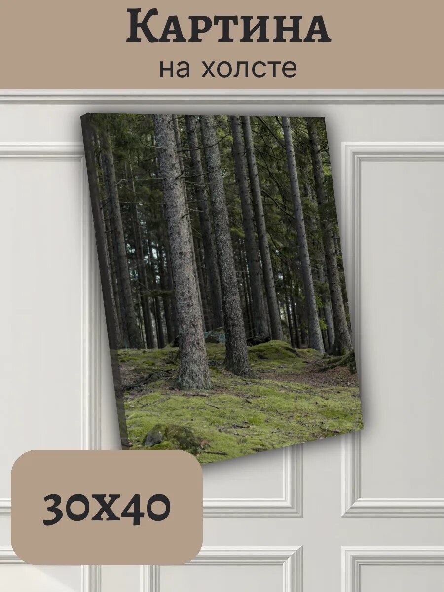 Картина Постер Швеция Sweden 30x40 густой хвойный лес