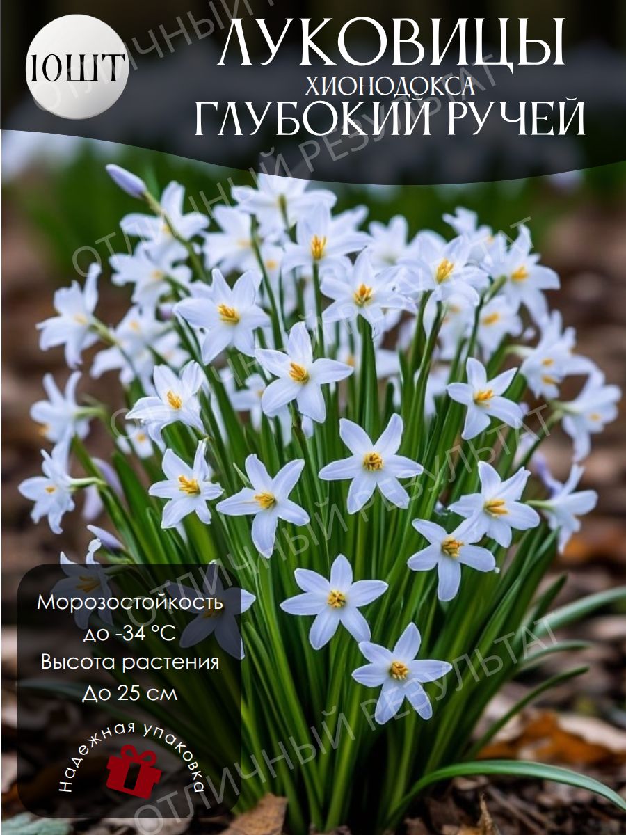 ЛУковицы Хионодоксы (Пролиска)