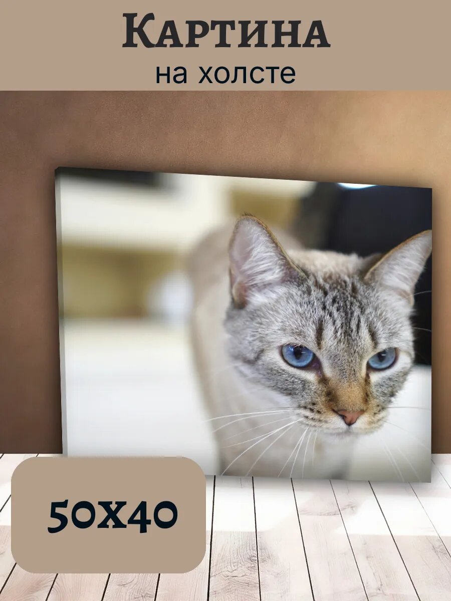 Картина Постер Кот Кошка Cat 40x50 сиамская кошка