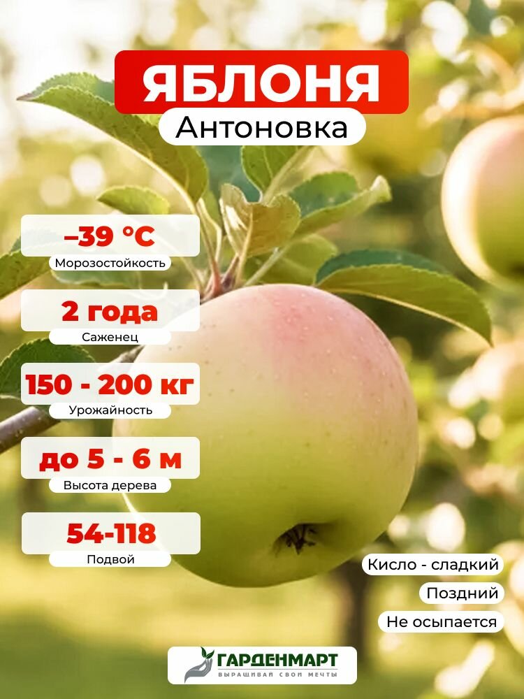 Саженец Яблоня Антоновка