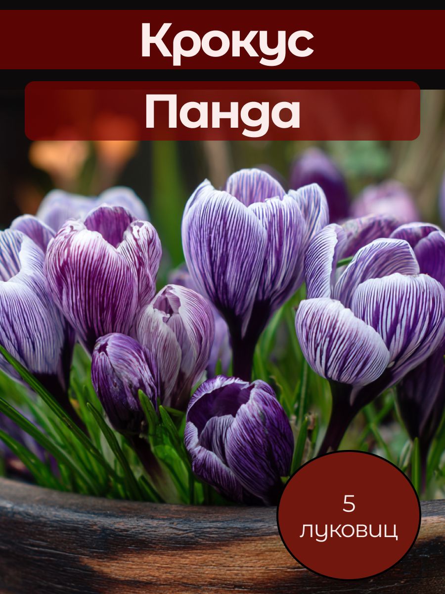 Луковицы Крокус Панда 5 шт