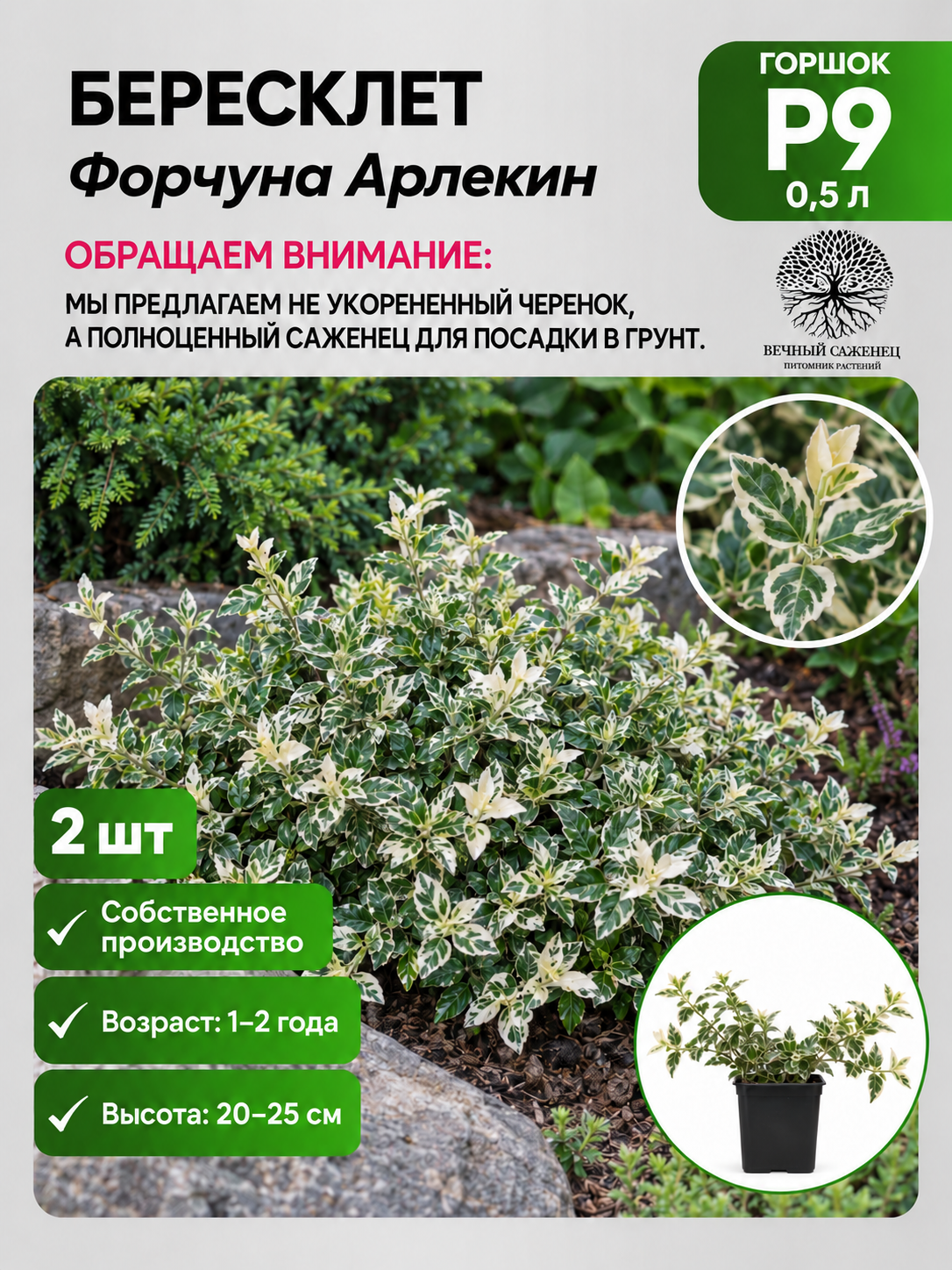 Бересклет Форчуна Арлекин, 2 саженца для сада и дачи, декоративные растения для посадки