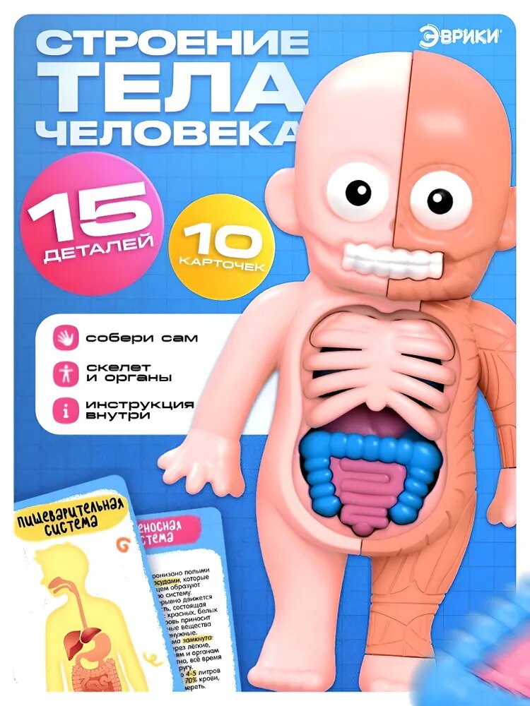 Анатомическая кукла 25 в 1, "Строение человека", 15 деталей 10 обучающих карточек