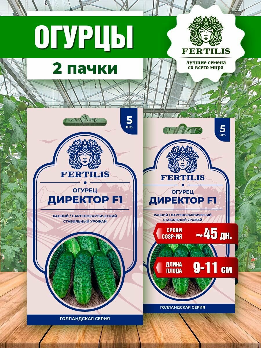 Семена урожайного огурца Директор F1 от компании Fertilis (2 пачки)