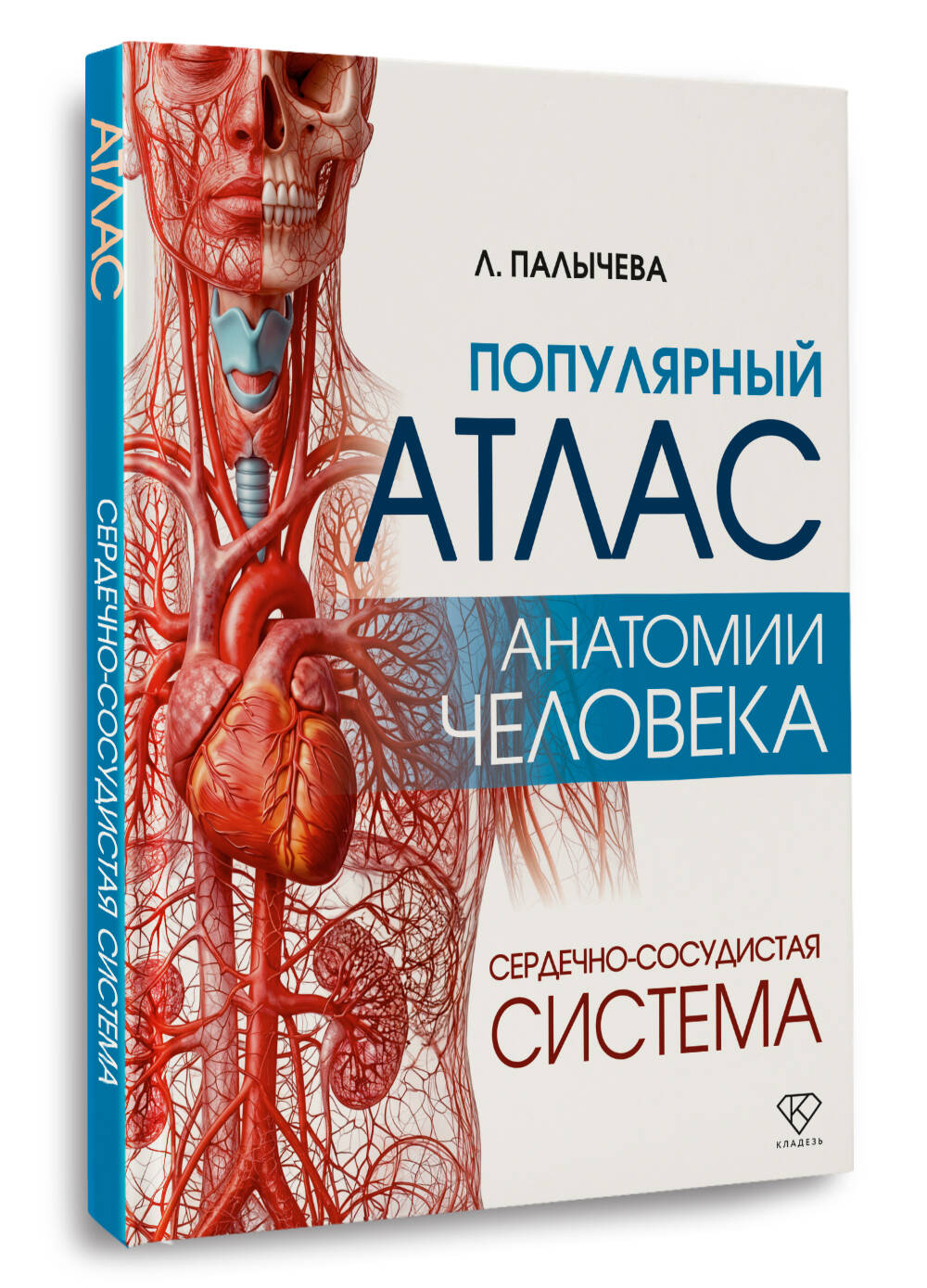 Популярный атлас анатомии человека. Сердечно-сосудистая система Палычева Любовь