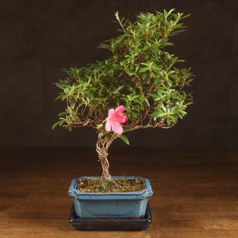 Комнатное растение LuxuryPlants Бонсай Азалия 38 см в синей плошке