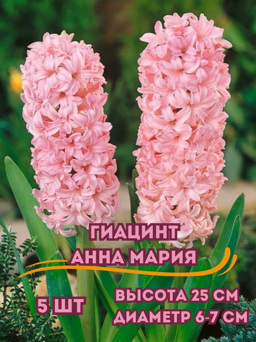 Луковицы гиацинта посадка осенью