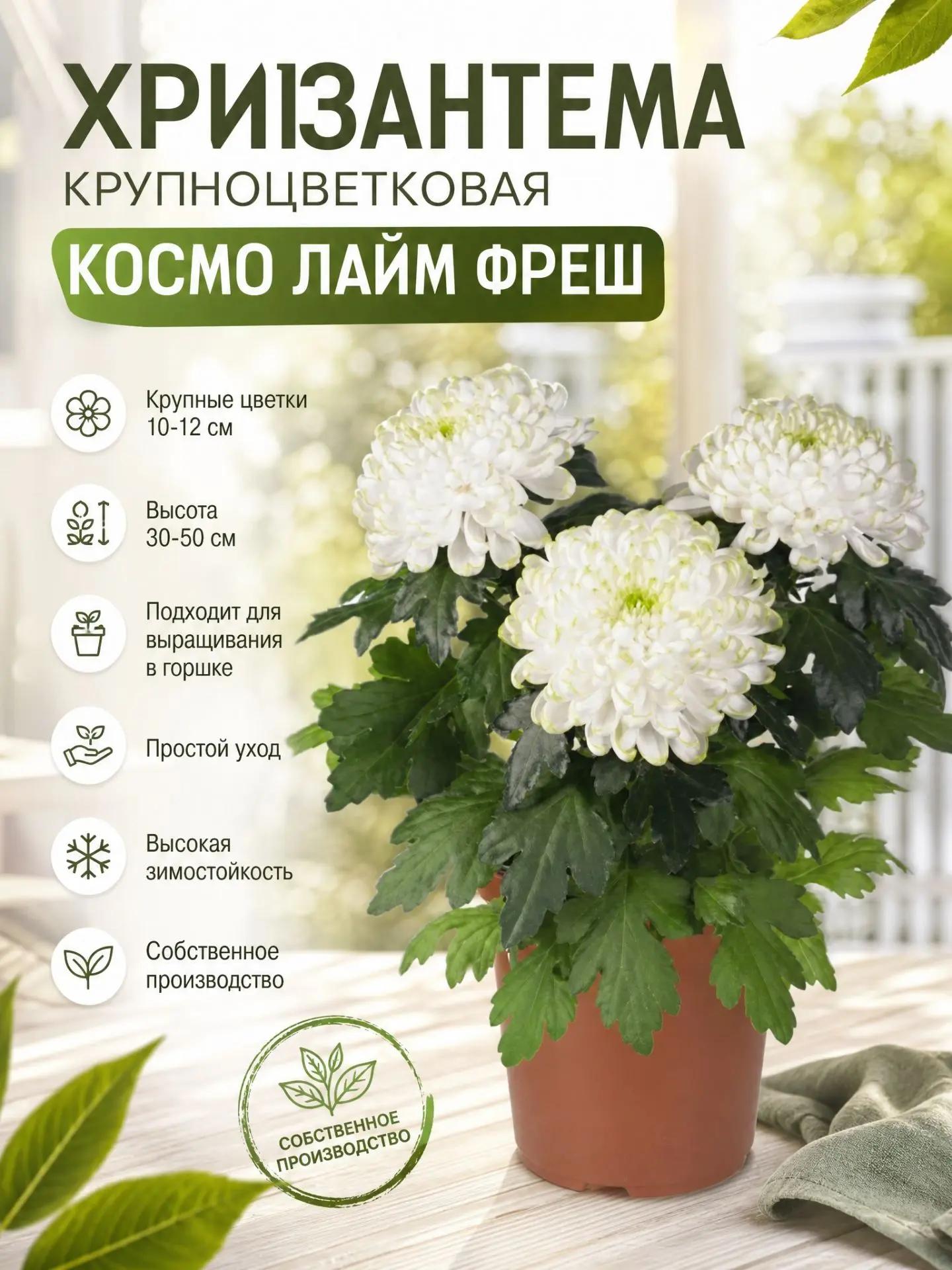 Хризантема «Космо Фреш Лайм»