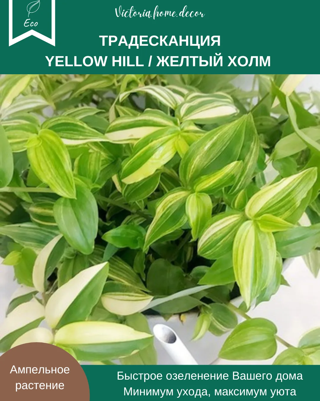 Традесканция Yellow Hill / Желтый холм / Golden Hill / Yellow Zebra / Golden Girl