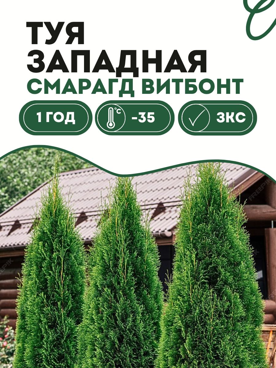 Туя Р9 Смарагд Витбонт 1 шт. Саженец с ЗКС в горшке. Идеально для сада!