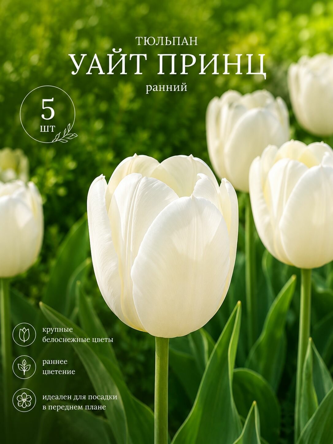 Тюльпаны луковицы многолетние сорта "Уайт Принц" 5 шт в упаковке