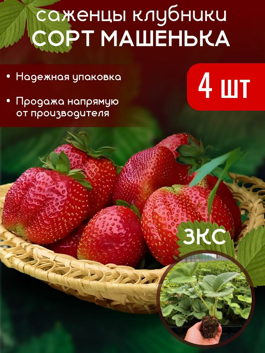 Саженцы клубники Машенька с закрытой корневой системой сорт Машенька для посадки