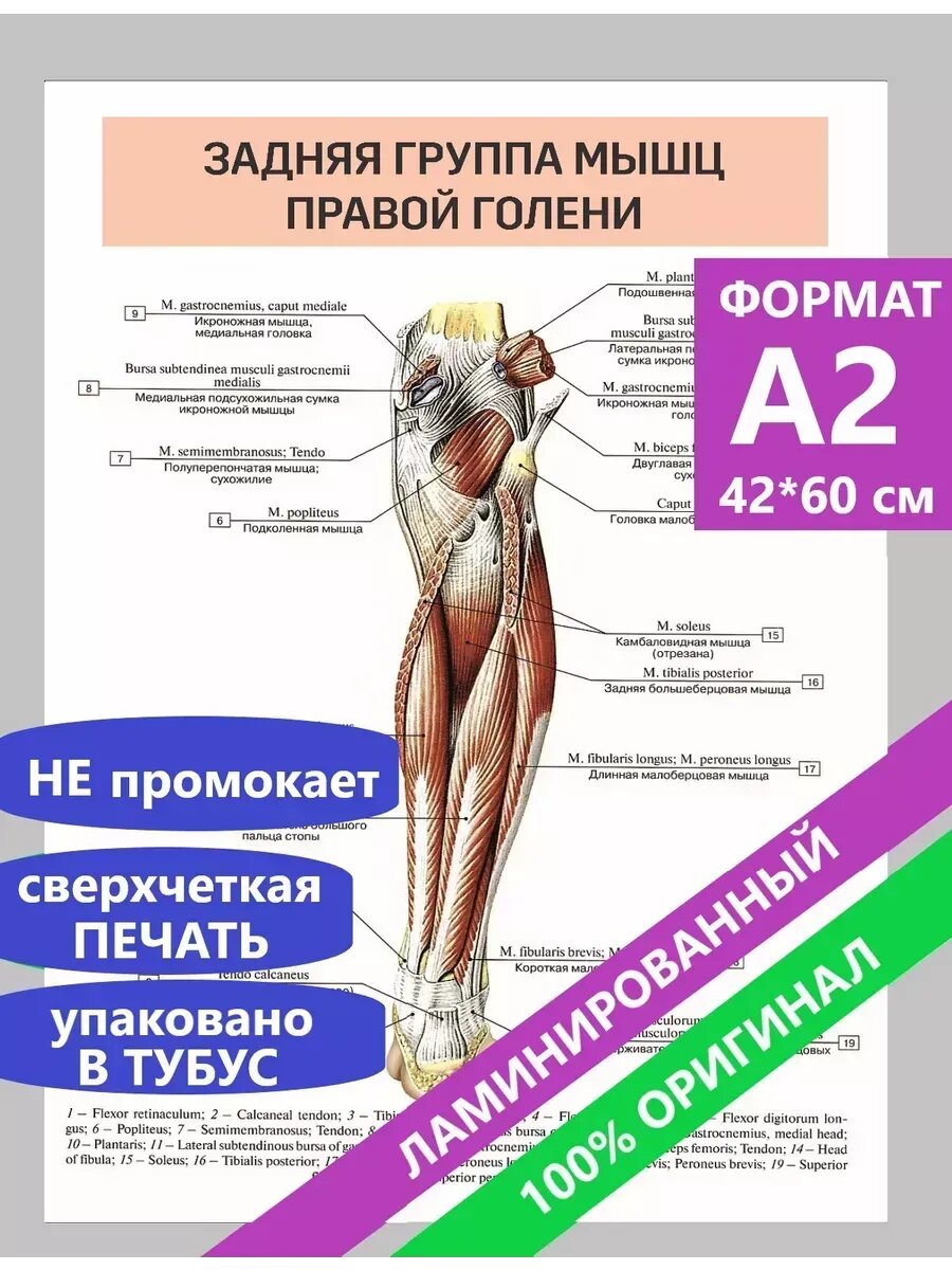Постеры А2 по анатомии Задняя группа мышц правой голени